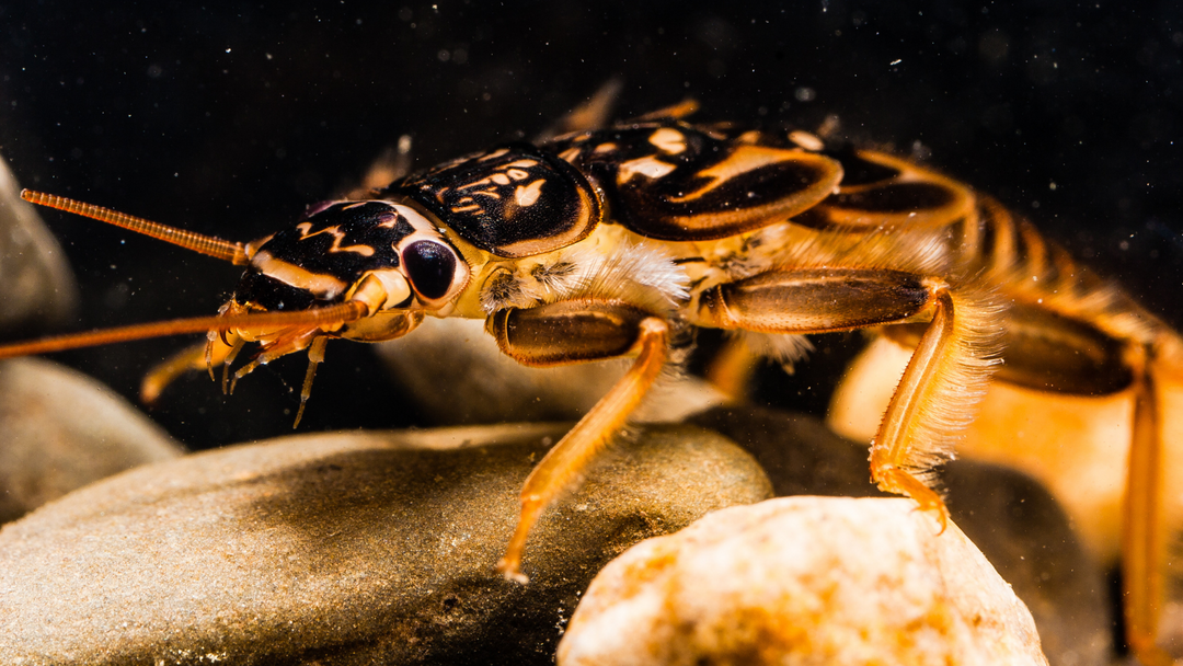 Different Kinds of Aquatic Insects – Fly and Field Outfitters