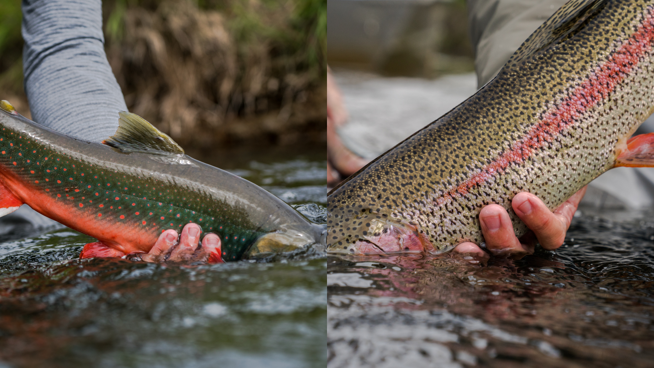 Char VS. Trout- What's The Difference? – Fly and Field Outfitters