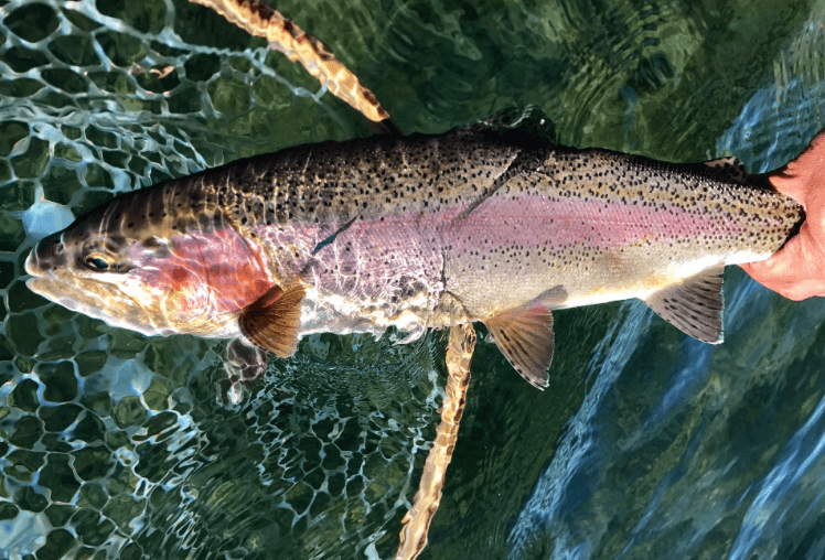 Crane Prairie Update – Fly and Field Outfitters