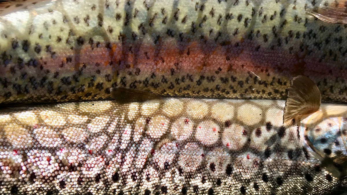 Fall River Fishing Report 4/16/21 – Fly and Field Outfitters