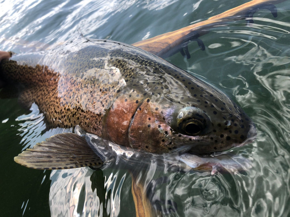 Crane Prairie Update – Fly and Field Outfitters