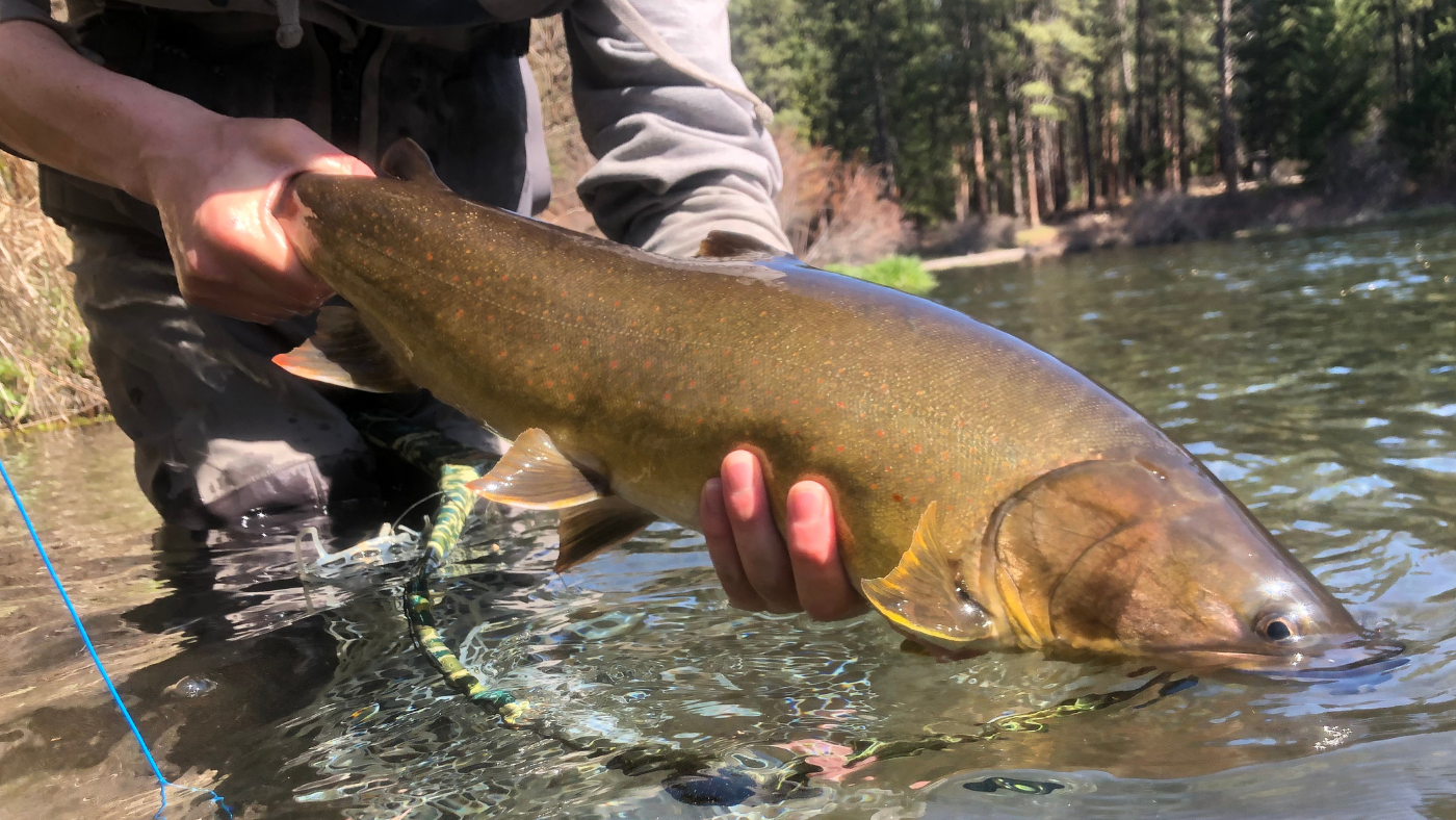 Metolius Fishing Report 4/16/21 – Fly and Field Outfitters