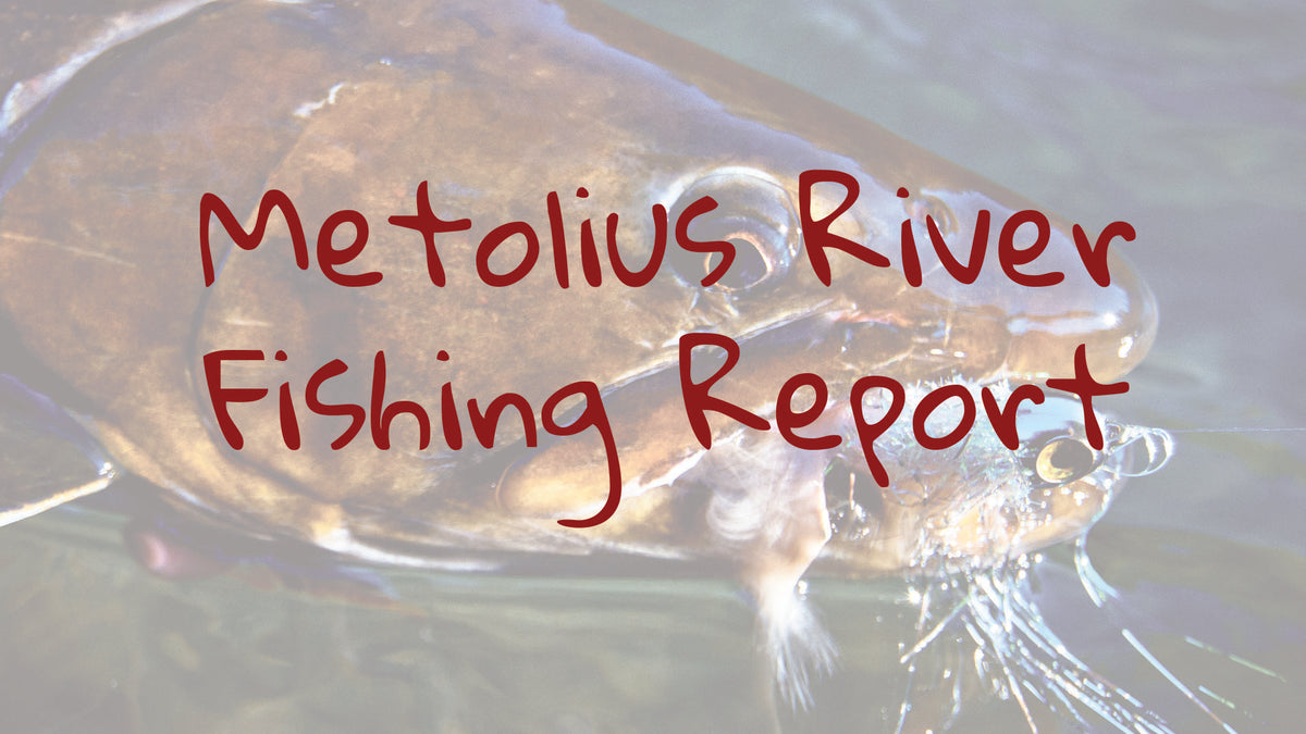 Metolius River Update – Fly and Field Outfitters