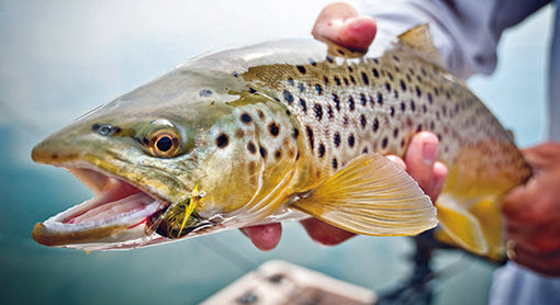 Wickiup Reservoir Update – Fly and Field Outfitters